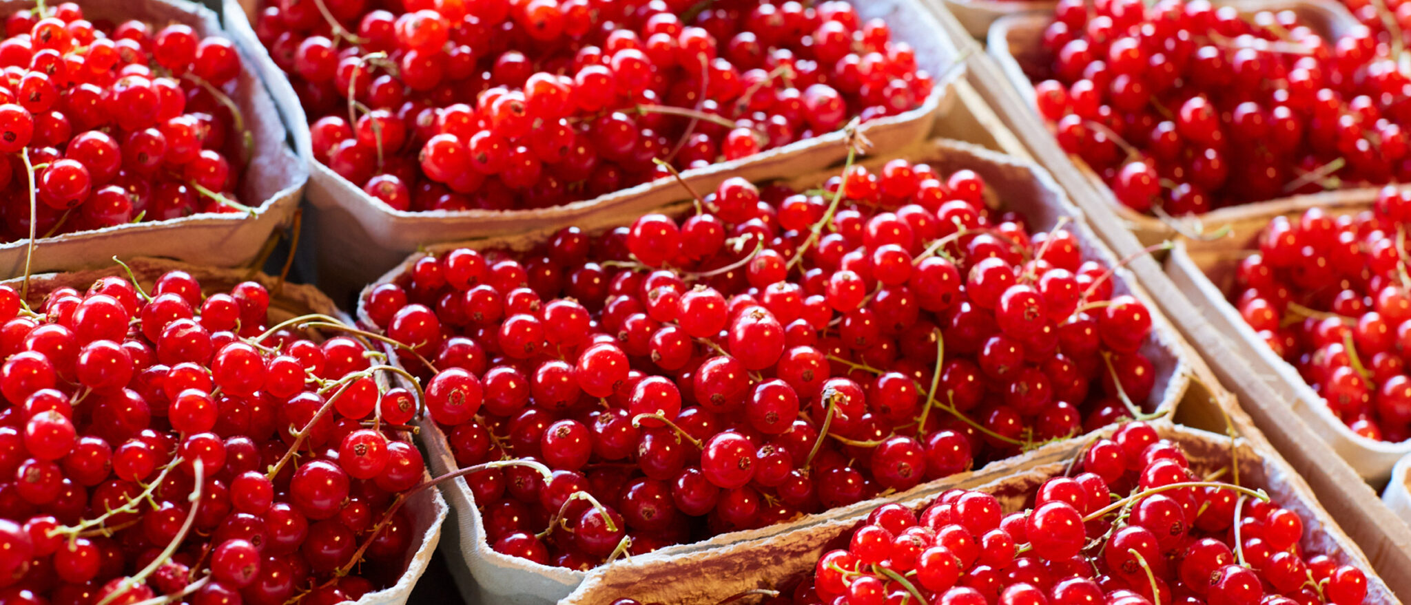 Home - Obst aus Hessen